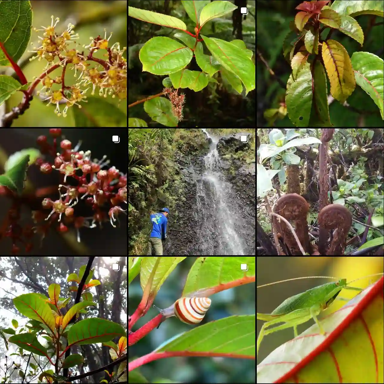 Plant Family: 2 Genera in Dipentodontaceae