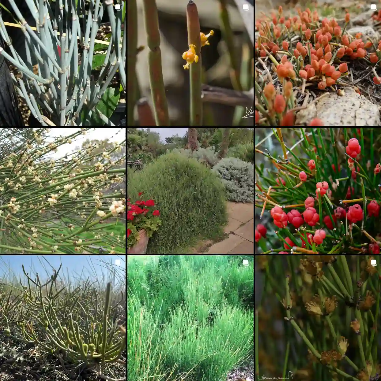 Plant Family: Ephedraceae - 75 Species in Genus Ephedra
