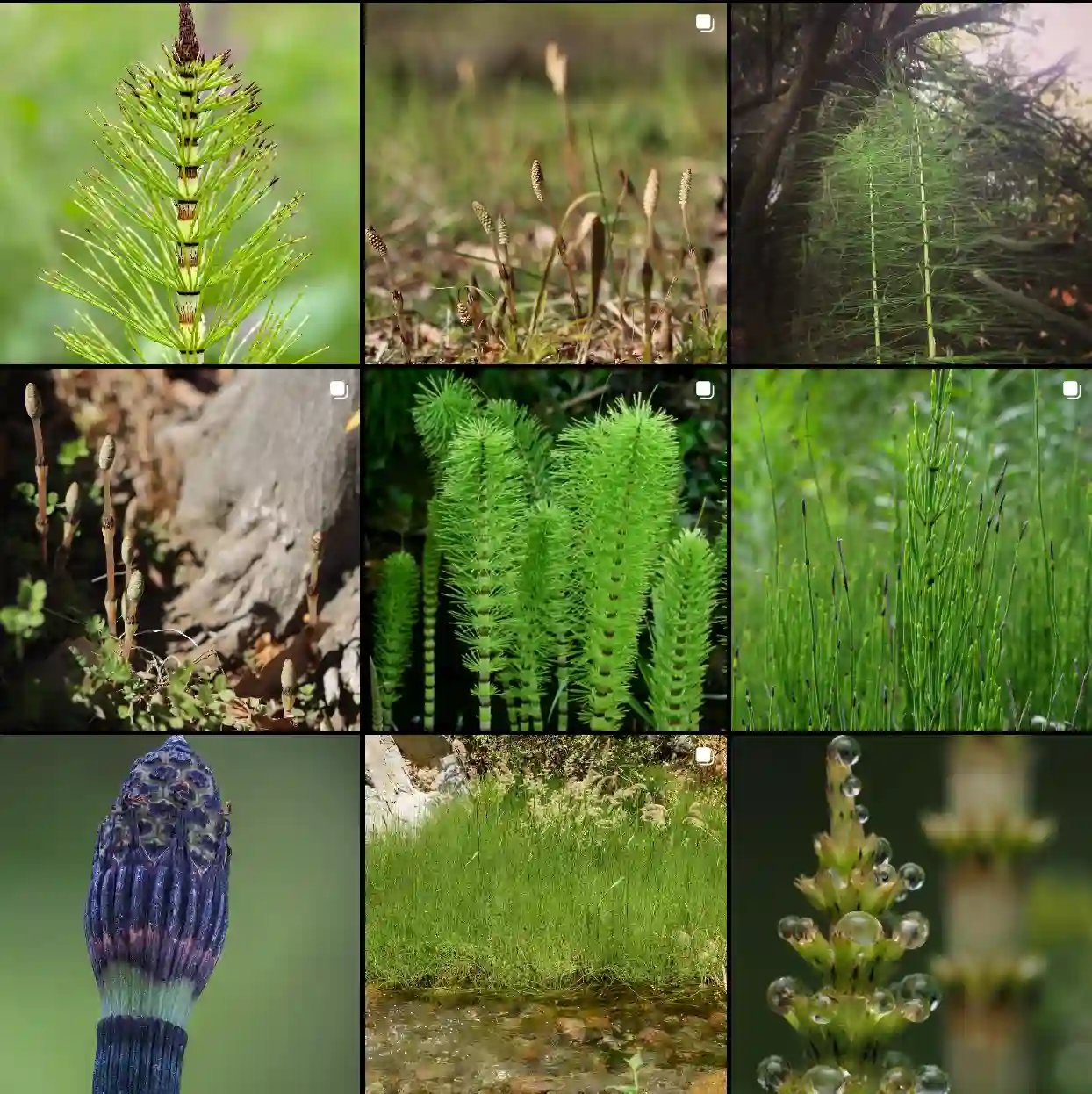 Plant Family: Equisetaceae - 41 Species in Genus Equisetum - Horsetail