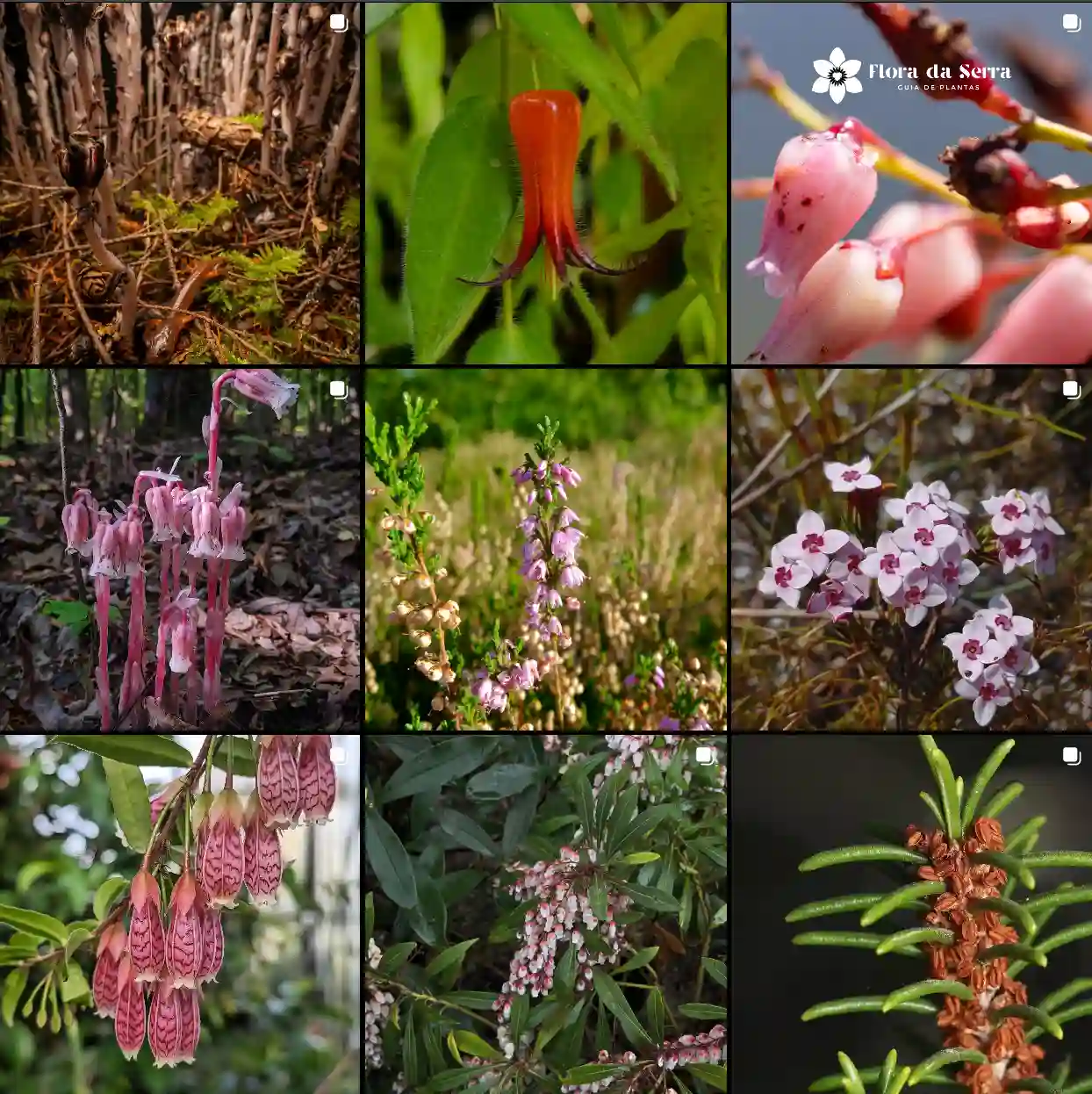 Plant Family: 121 Genera in Ericaceae