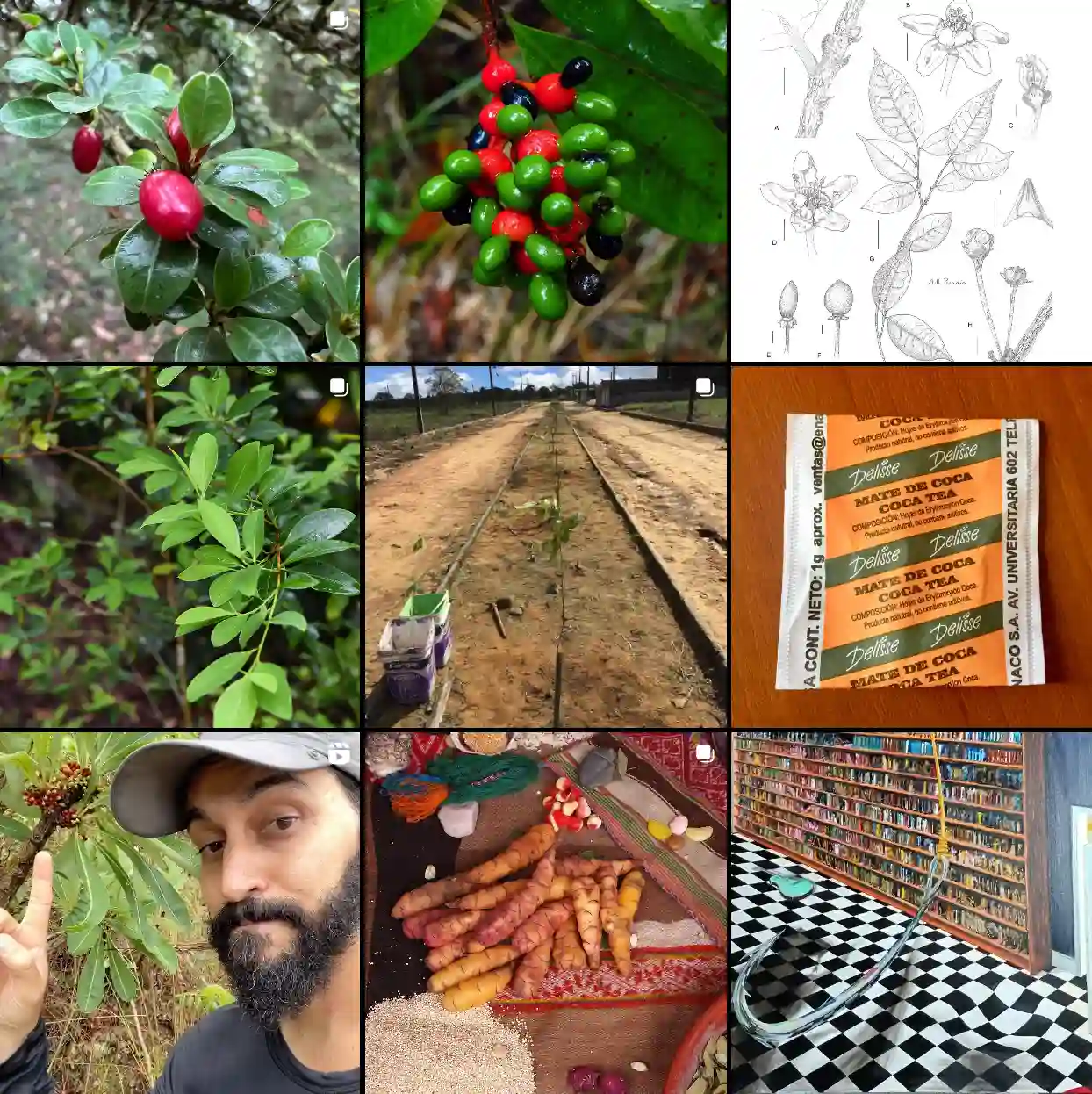 Plant Family: 4 Genera in Erythroxylaceae