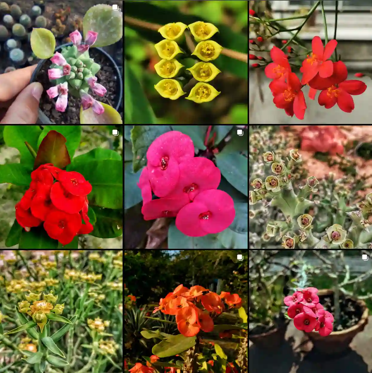 Plant Family: 229 Genera in Euphorbiaceae - Spurge Family