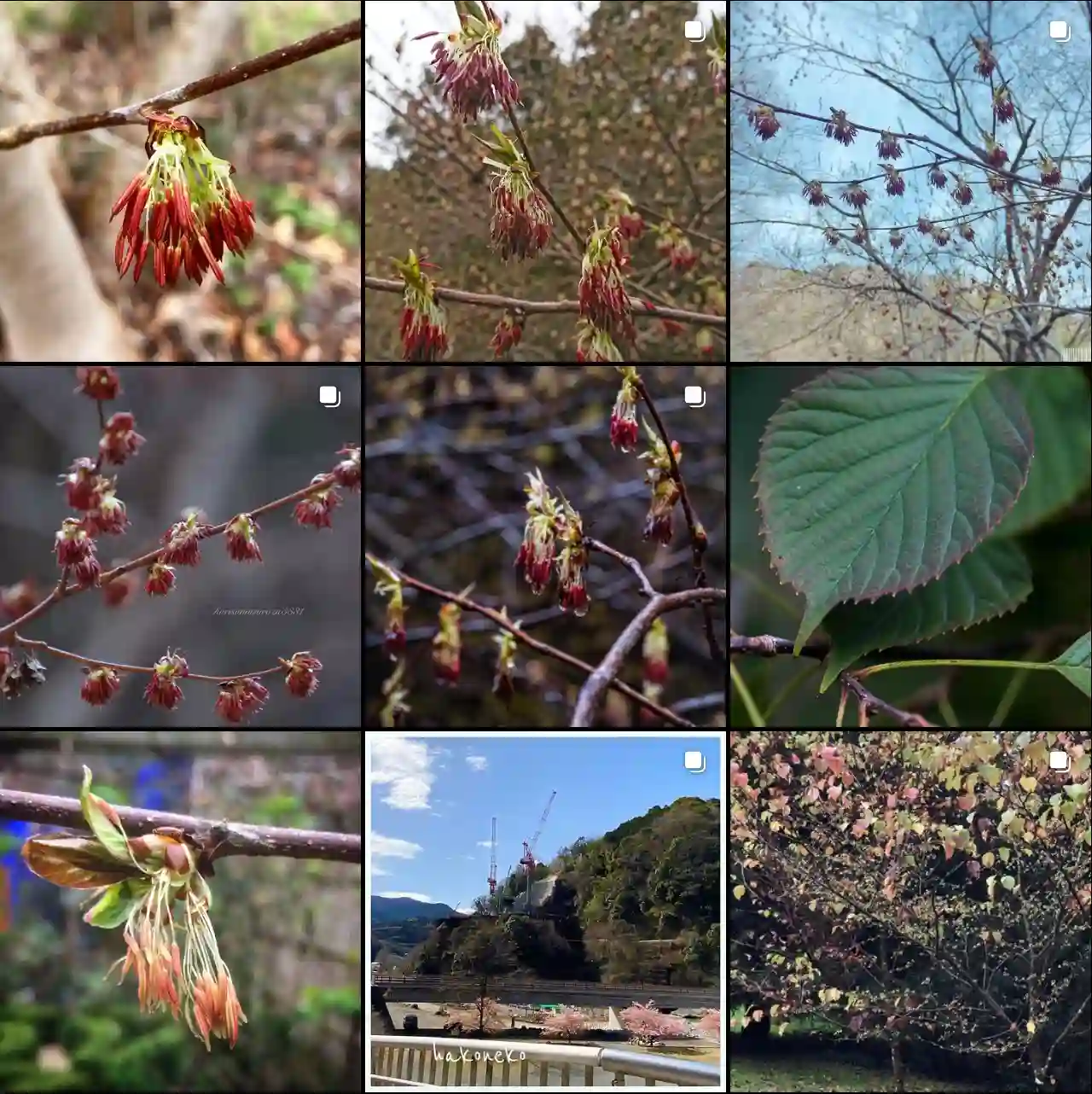 Plant Family: Eupteleaceae - Genus Euptelea