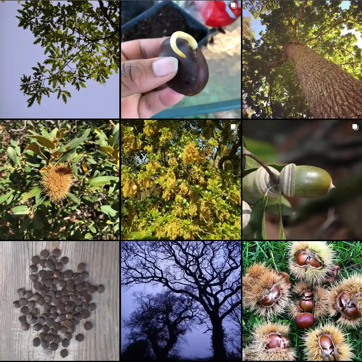 Plant Family: 8 Genera in Fagaceae