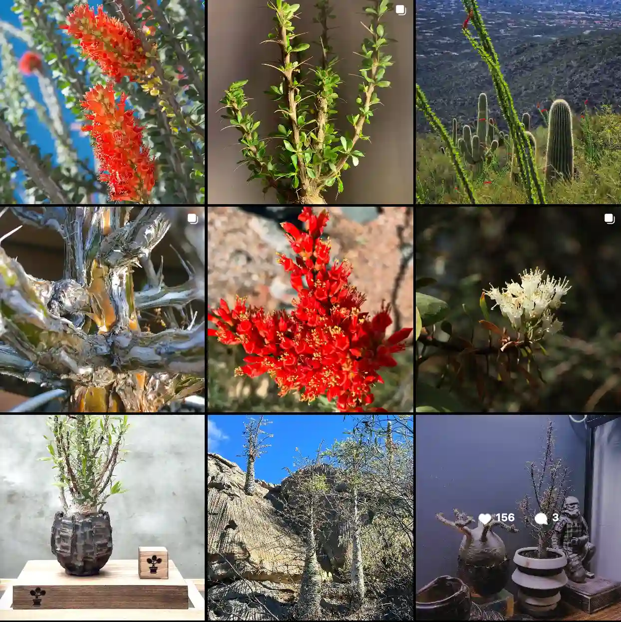 Plant Family: Fouquieriaceae - Genus Fouquieria