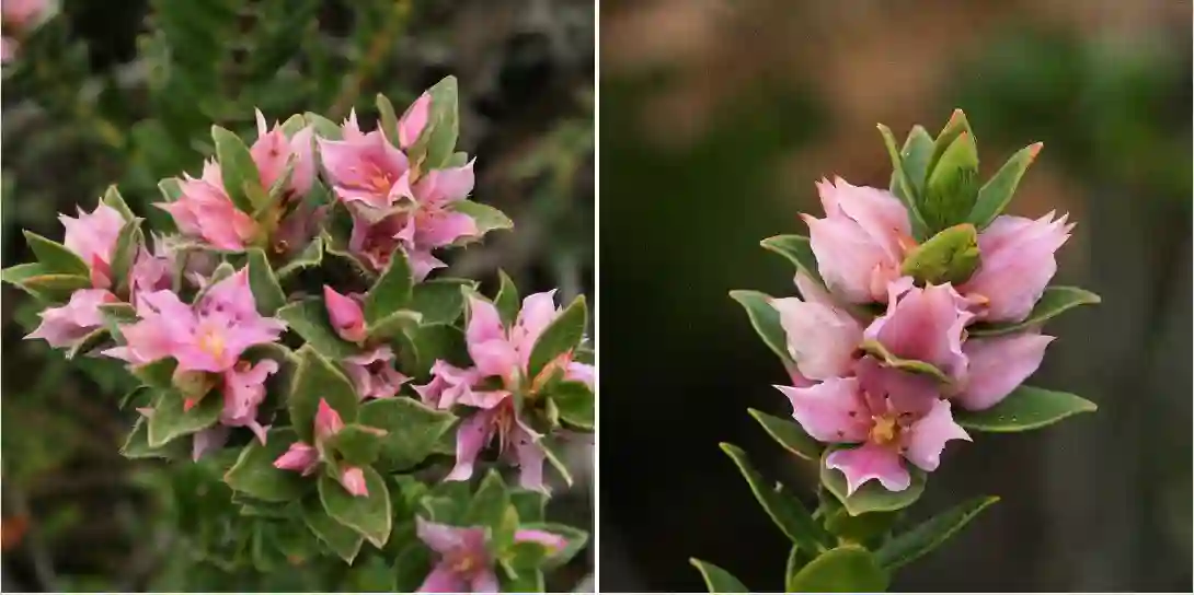 Plant Family: Geissolomataceae - Genus Geissoloma