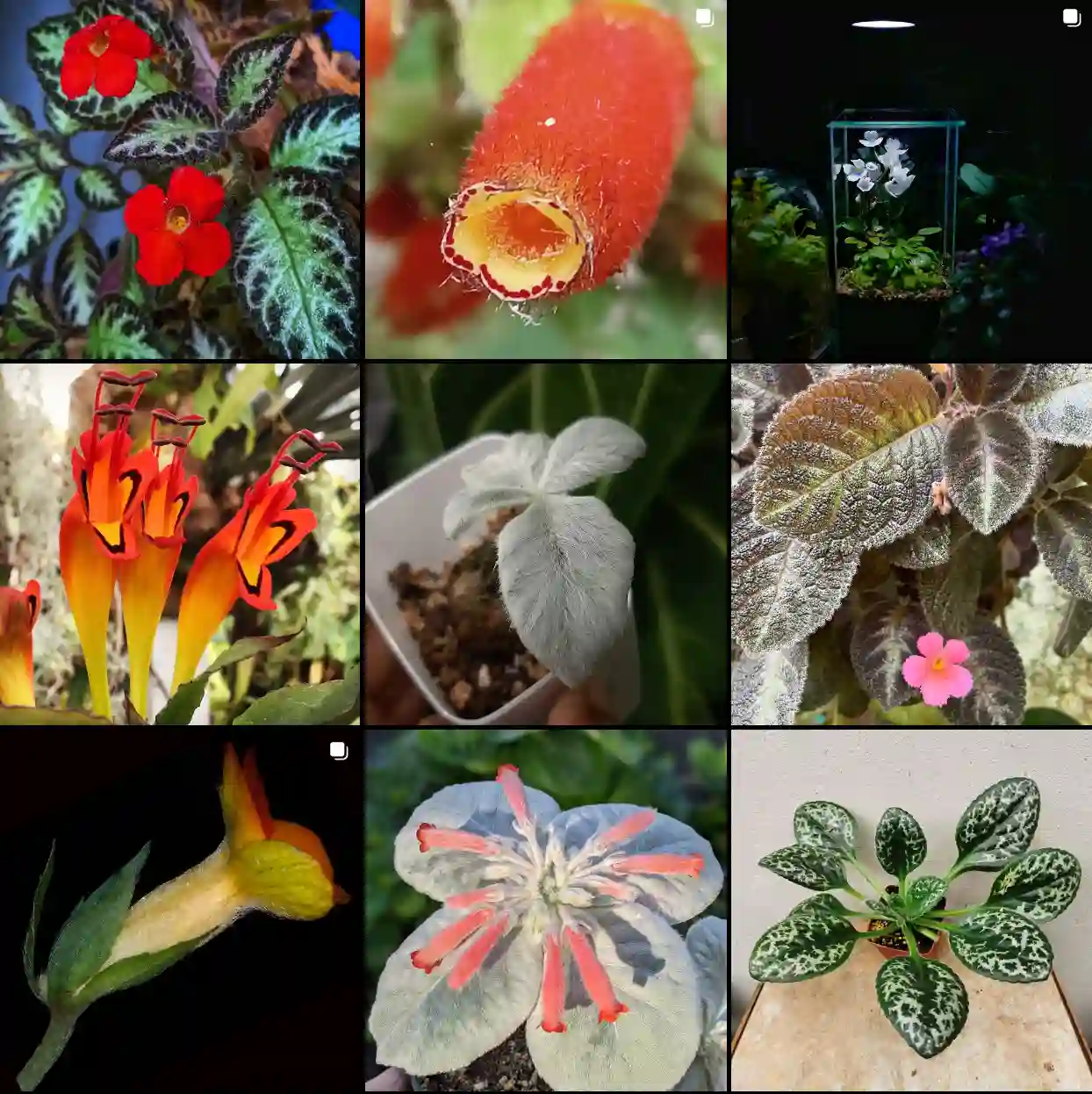 Plant Family: 152 Genera in Gesneriaceae