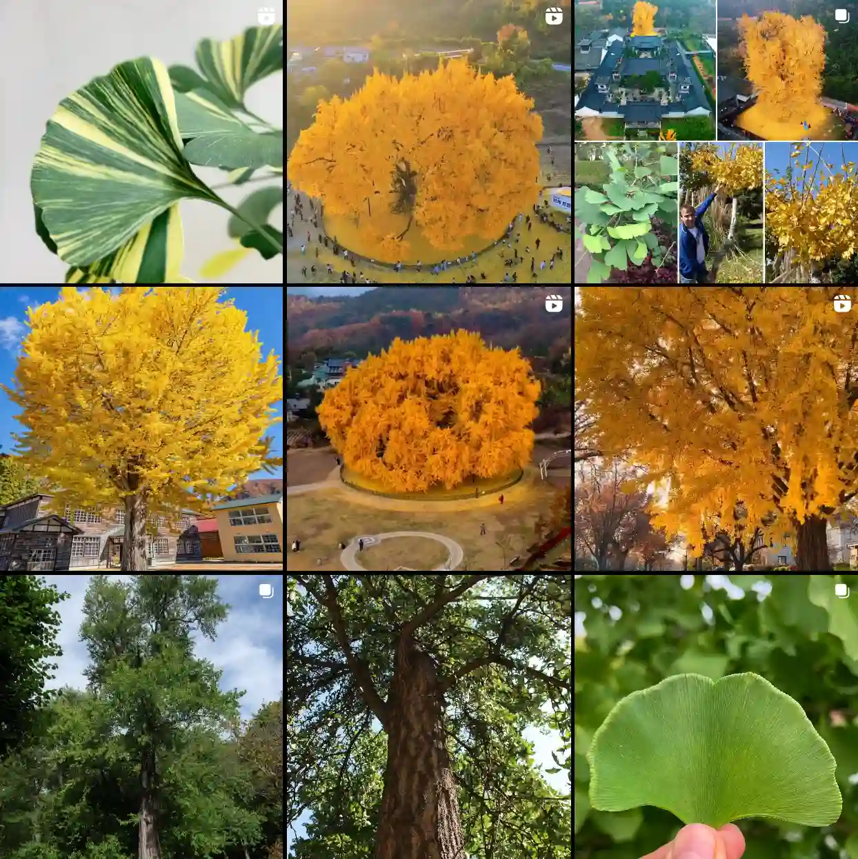Plant Family: Ginkgoaceae - Ginkgo Biloba Tree in Genus Ginkgo