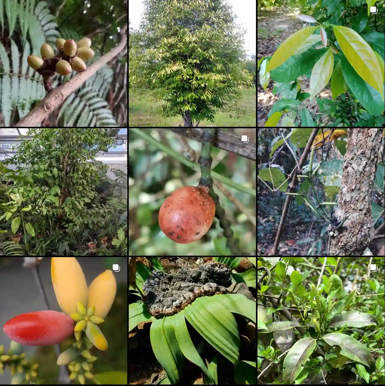 Plant Family: Gnetaceae - 44 Species in Genus Gnetum