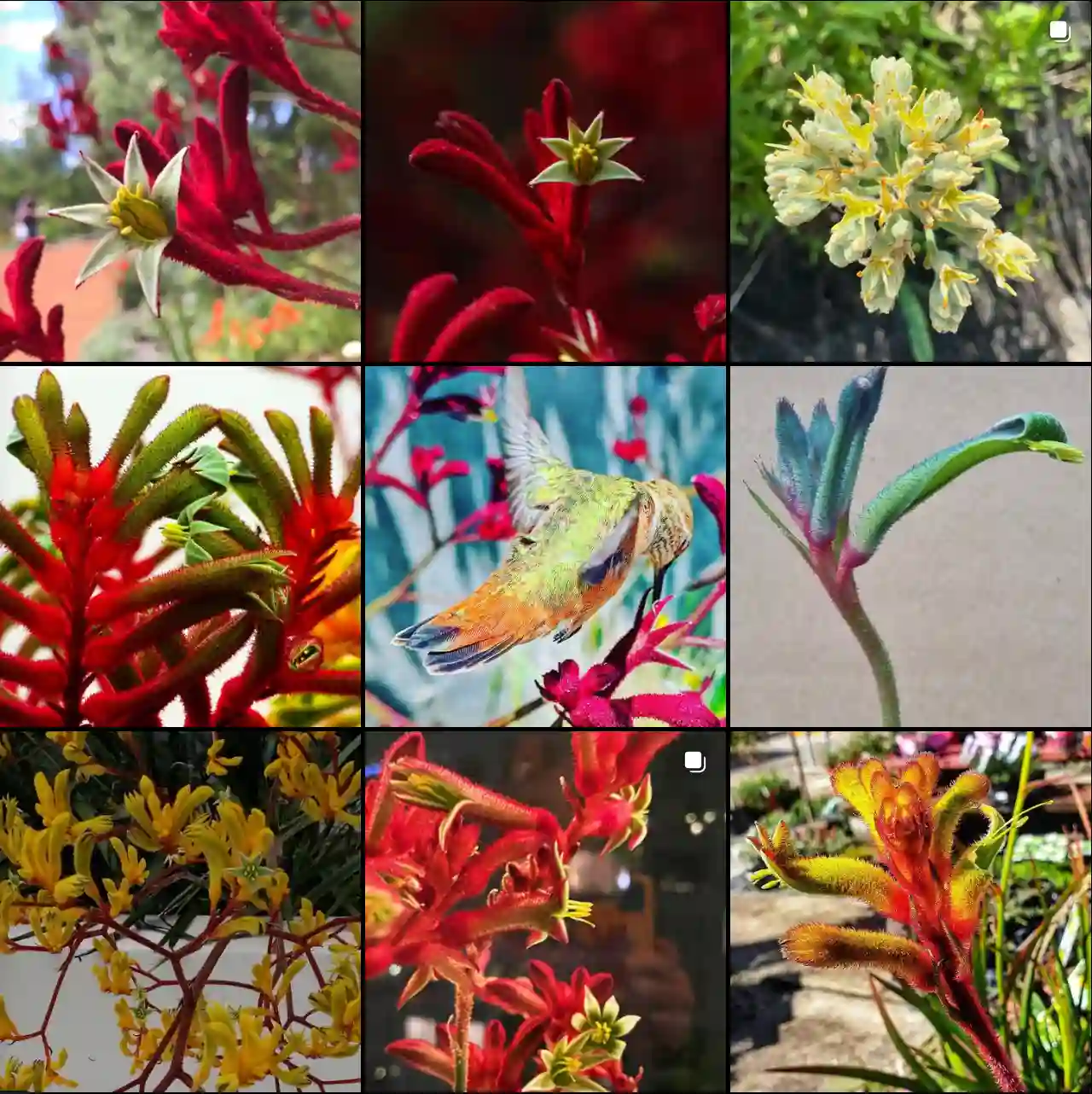 Plant Family: 15 Genera in Haemodoraceae