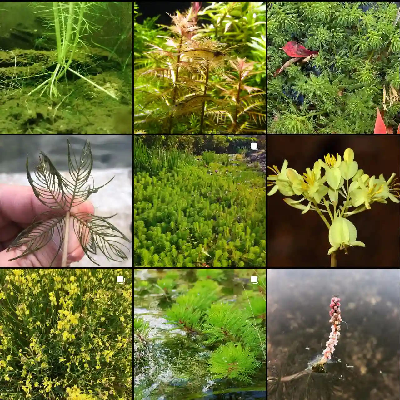 Plant Family: 8 Genera in Haloragaceae