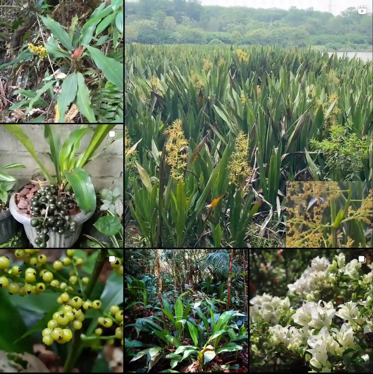 Plant Family: Hanguanaceae - Genus Hanguana