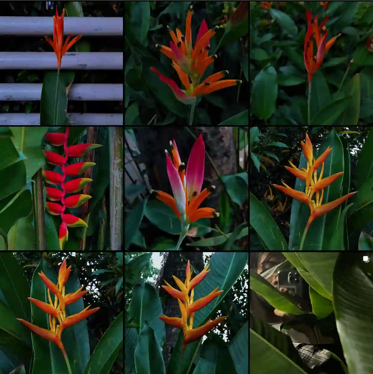 Plant Family: Heliconiaceae - 203 Species in Genus Heliconia
