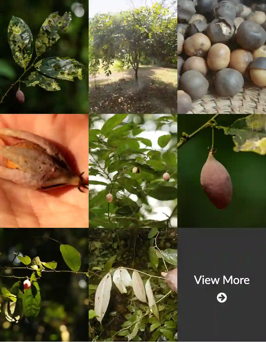 Plant Family: 2 Genera in Huaceae