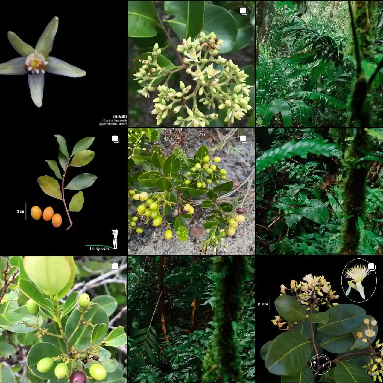 Plant Family: 8 Genera in Humiriaceae