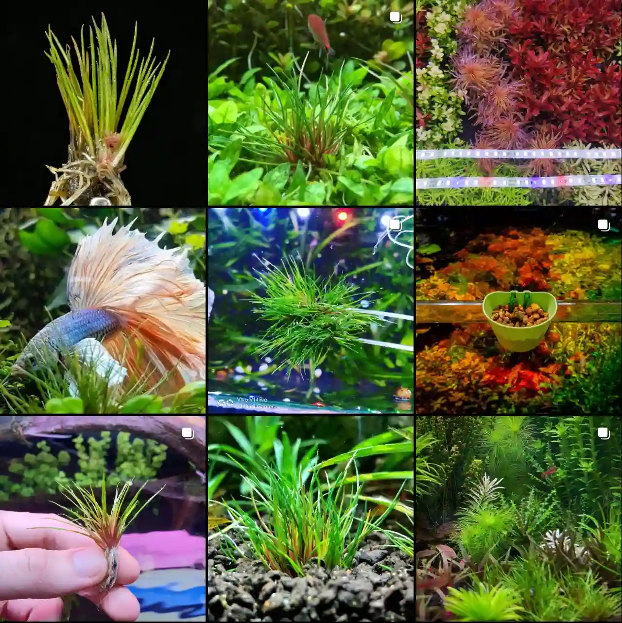 Plant Family: Hydatellaceae - Genus Trithuria