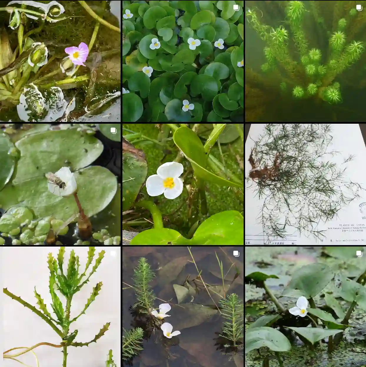 Plant Family: 14 Genera in Hydrocharitaceae