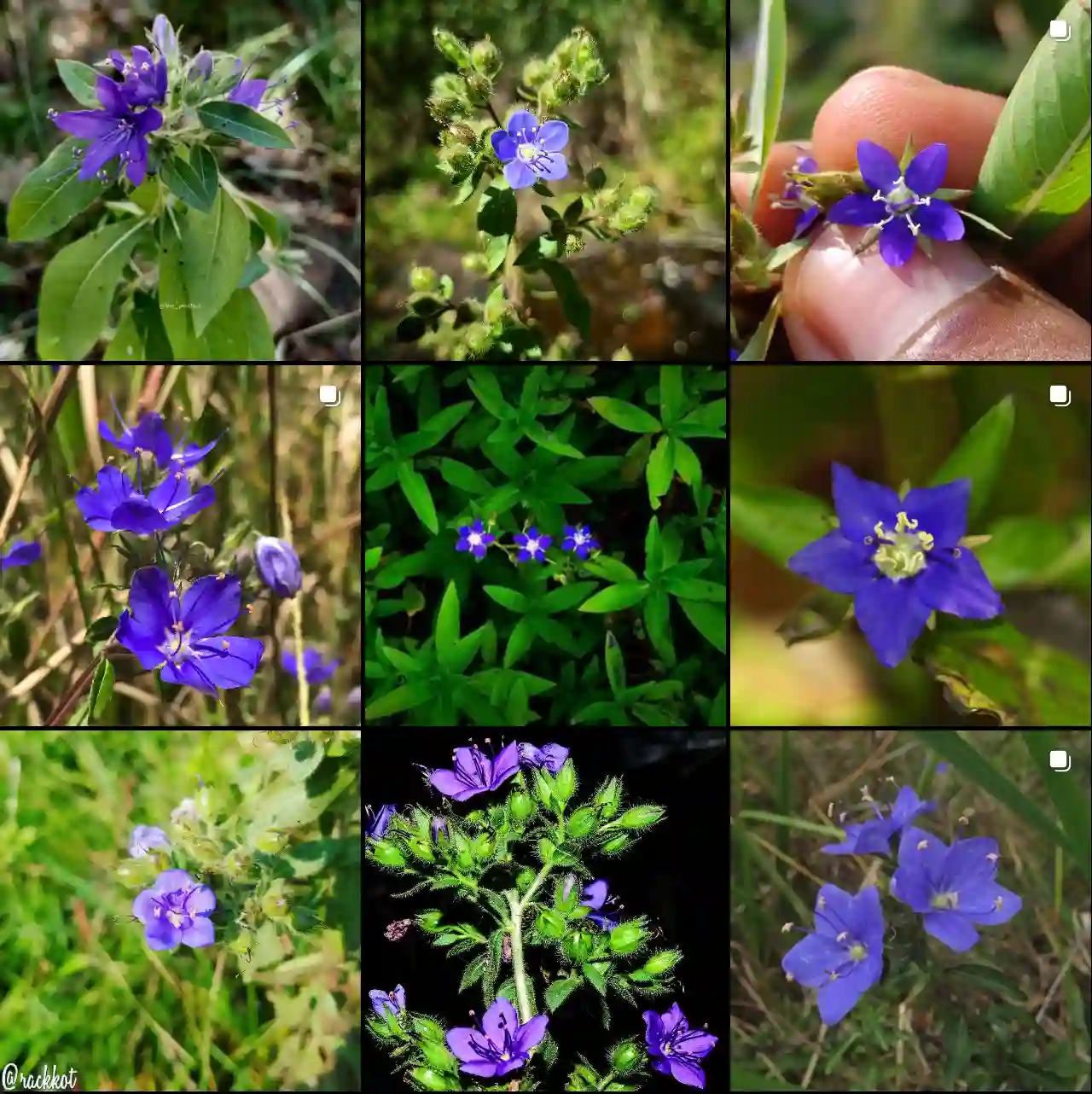 Plant Family: Hydroleaceae - Genus Hydrolea