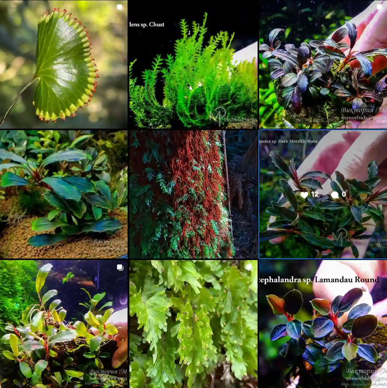Plant Family: 2 Genera in Hymenophyllaceae