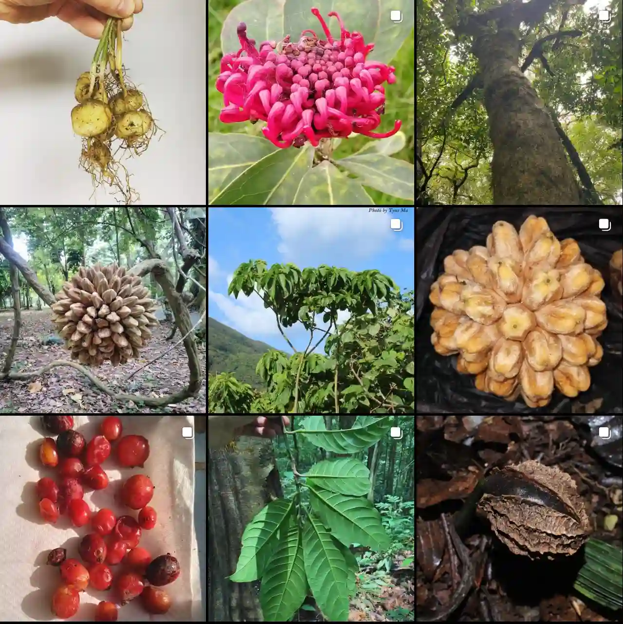 Plant Family: 23 Genera in Icacinaceae