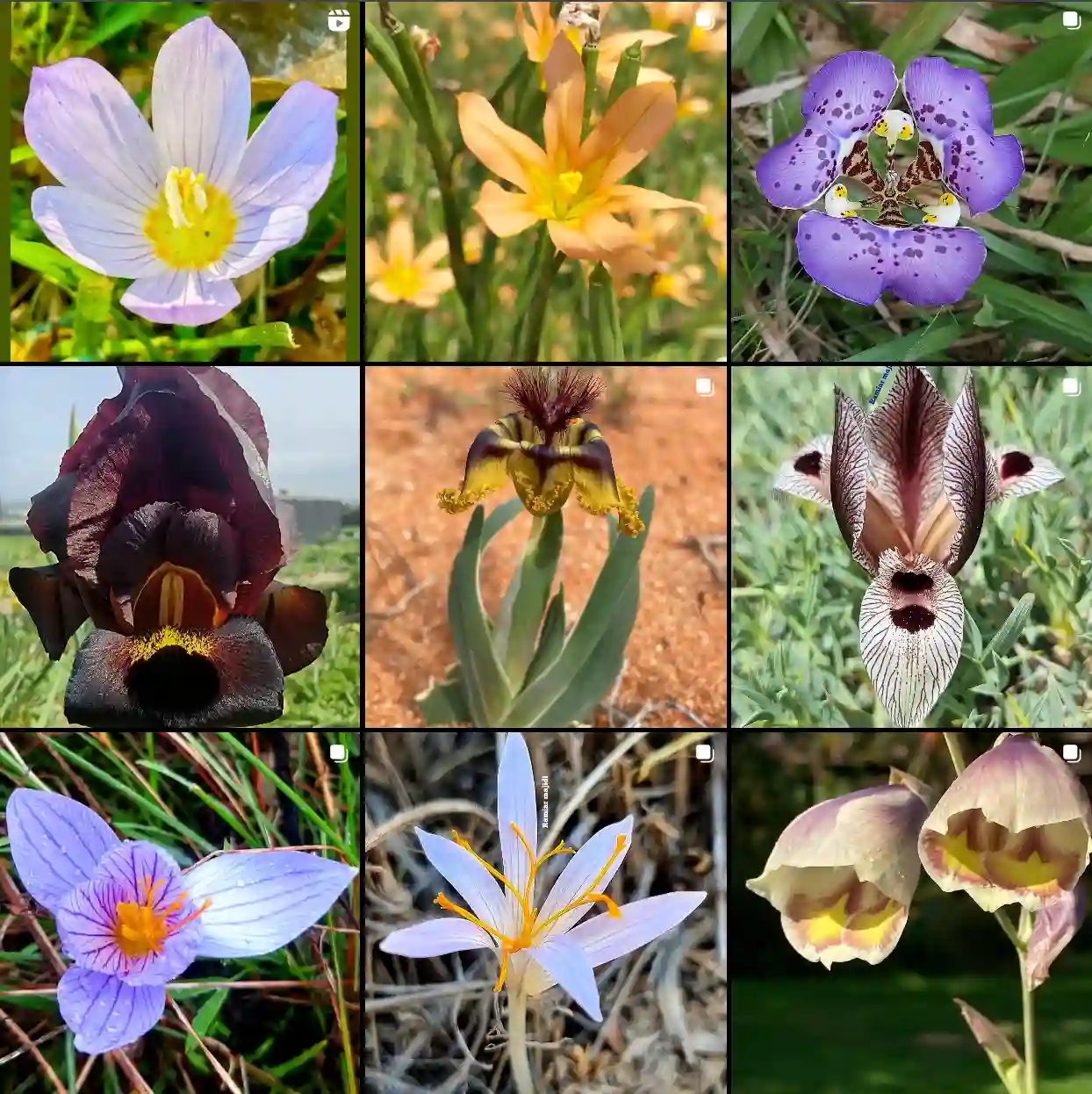 Plant Family: 69 Genera in Iridaceae