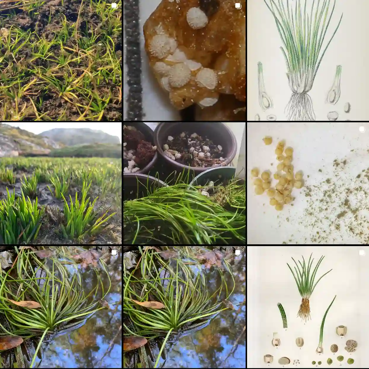 Plant Family: Isoetaceae - 230 Species in Genus Isoetes