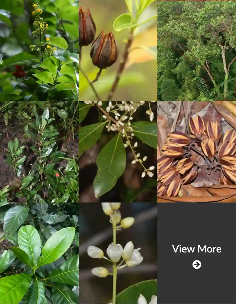 Plant Family: 4 Genera in Ixonanthaceae