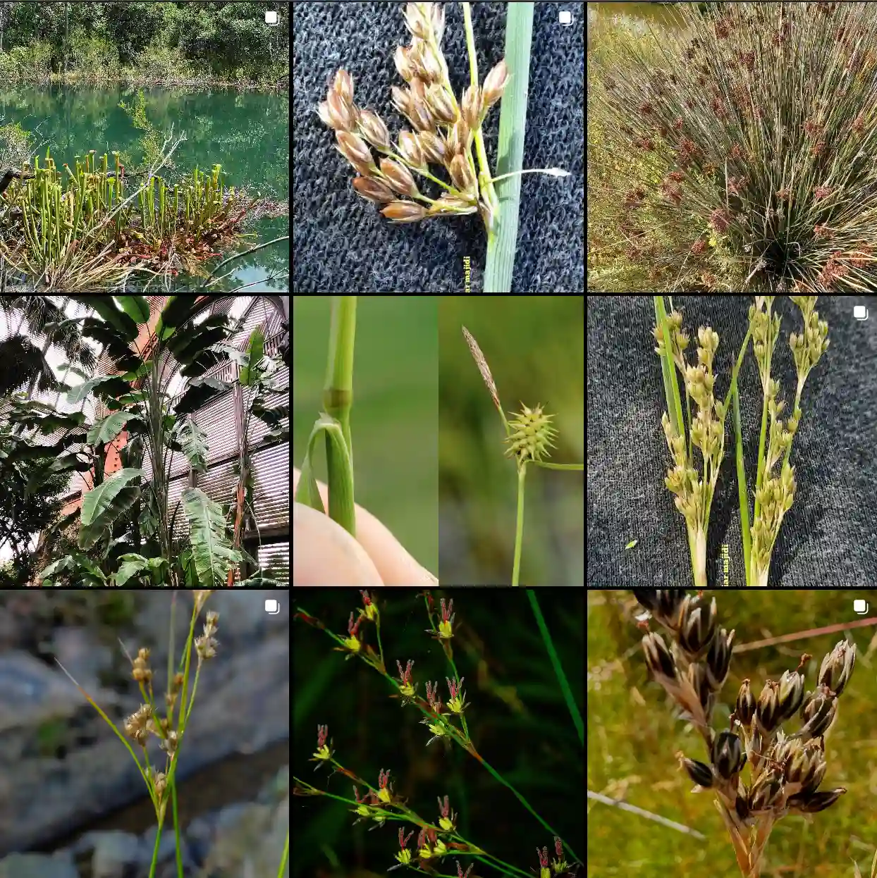 Plant Family: 7 Genera in Juncaceae