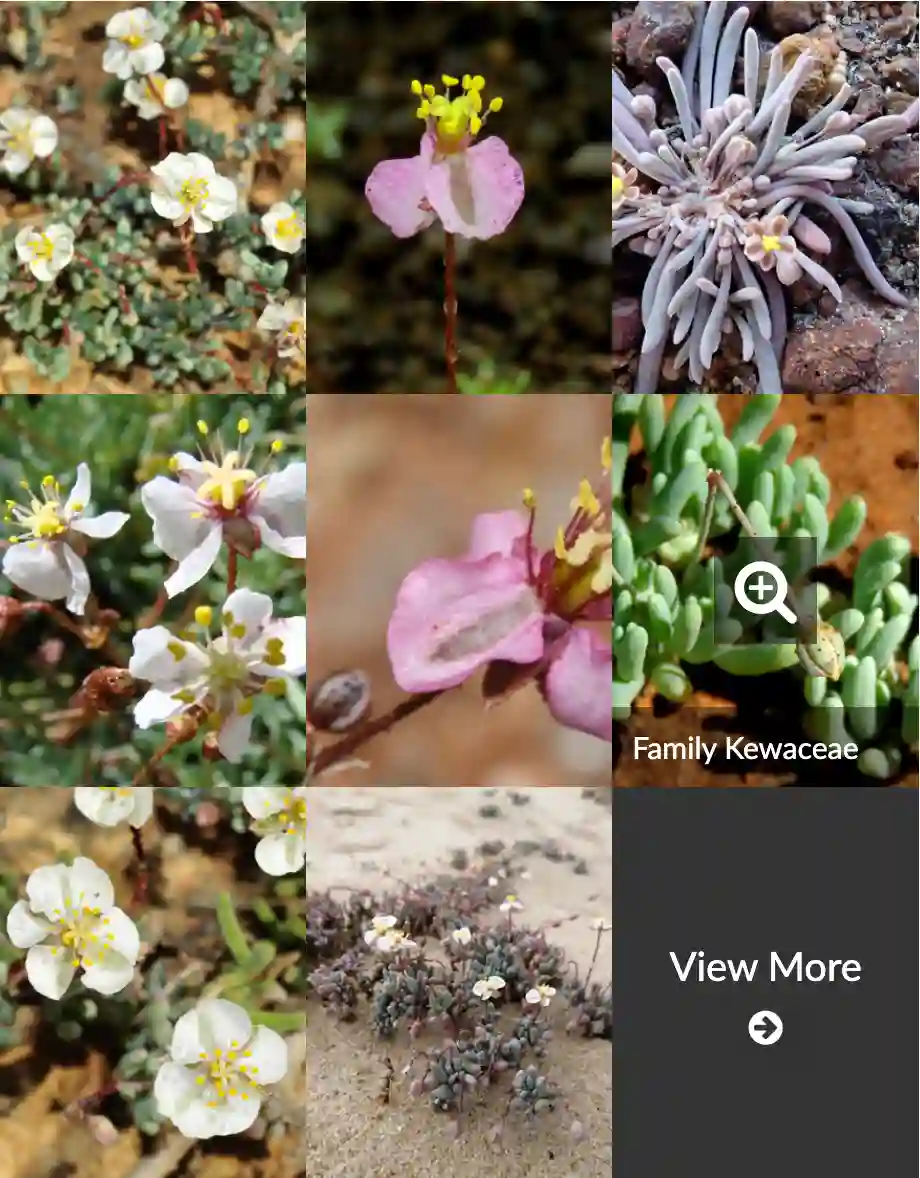 Plant Family: Kewaceae - Genus Kewa