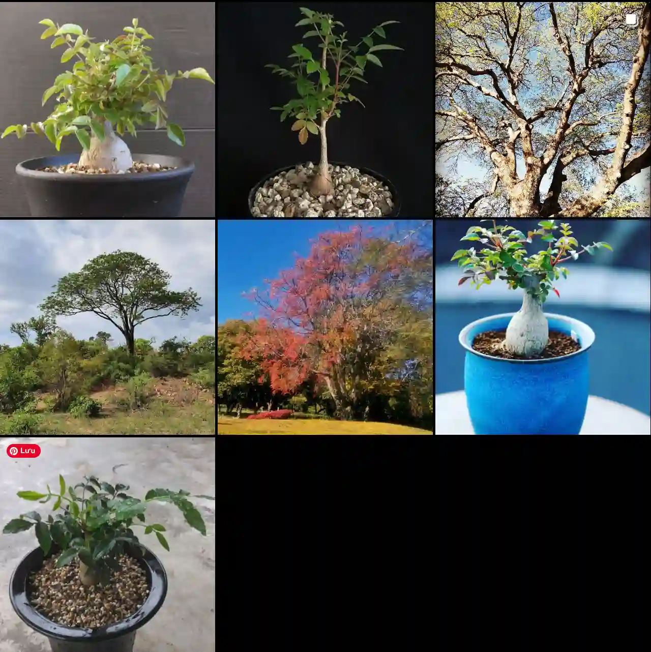 Plant Family: Kirkiaceae - Genus Kirkia
