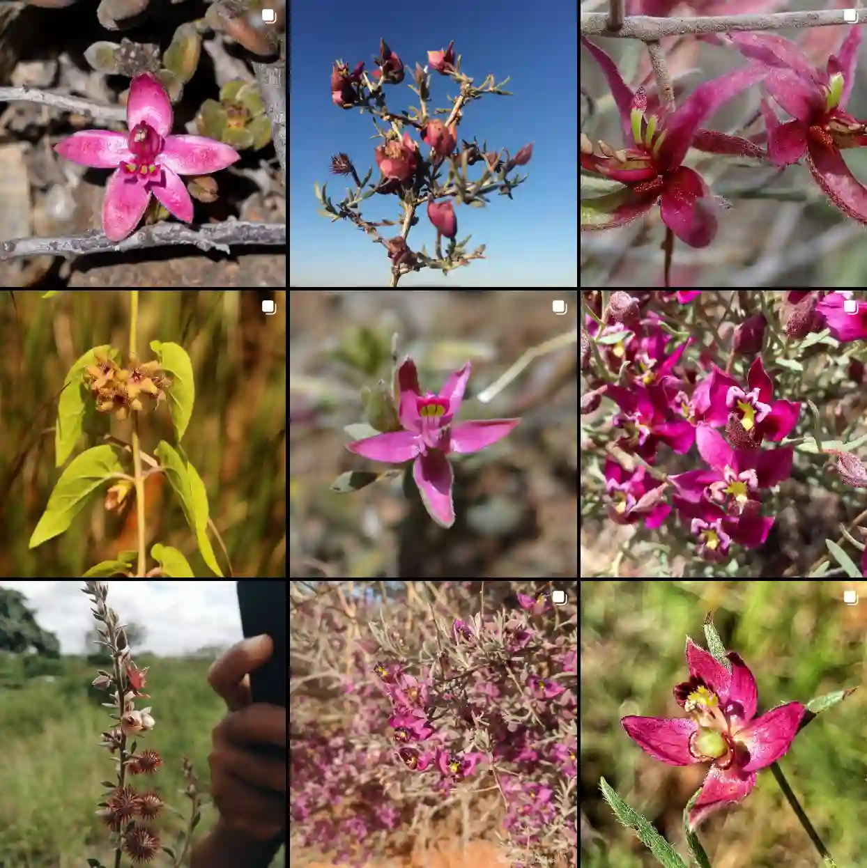 Plant Family: Krameriaceae - Genus Krameria