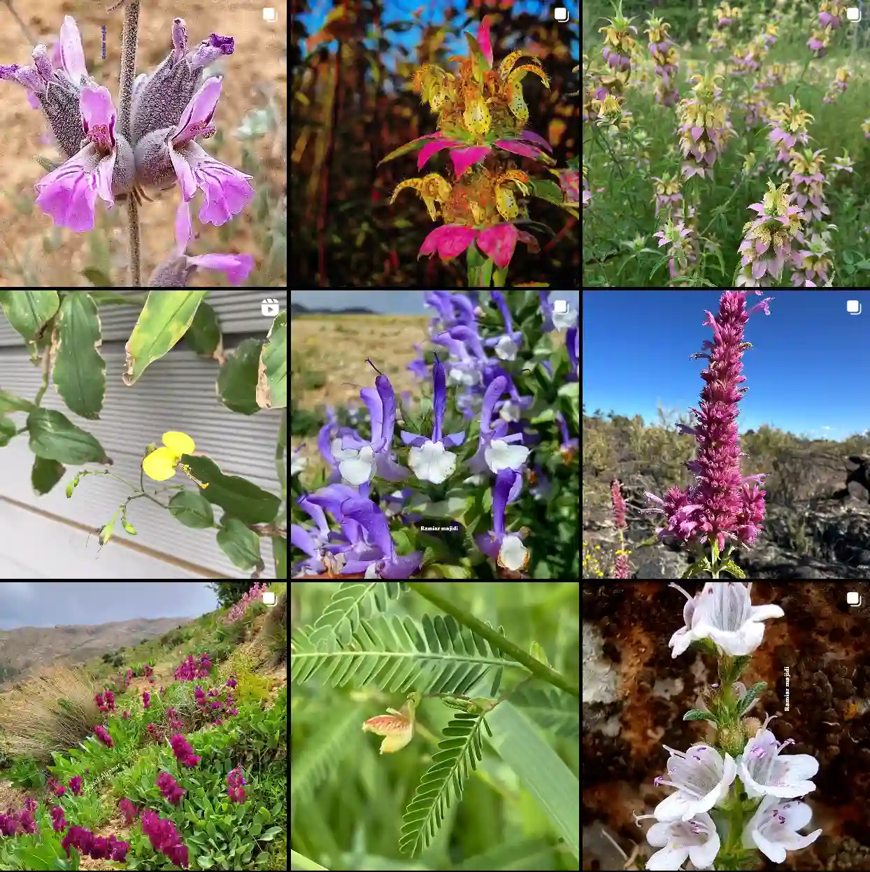 Plant Family: 225 Genera in Lamiaceae