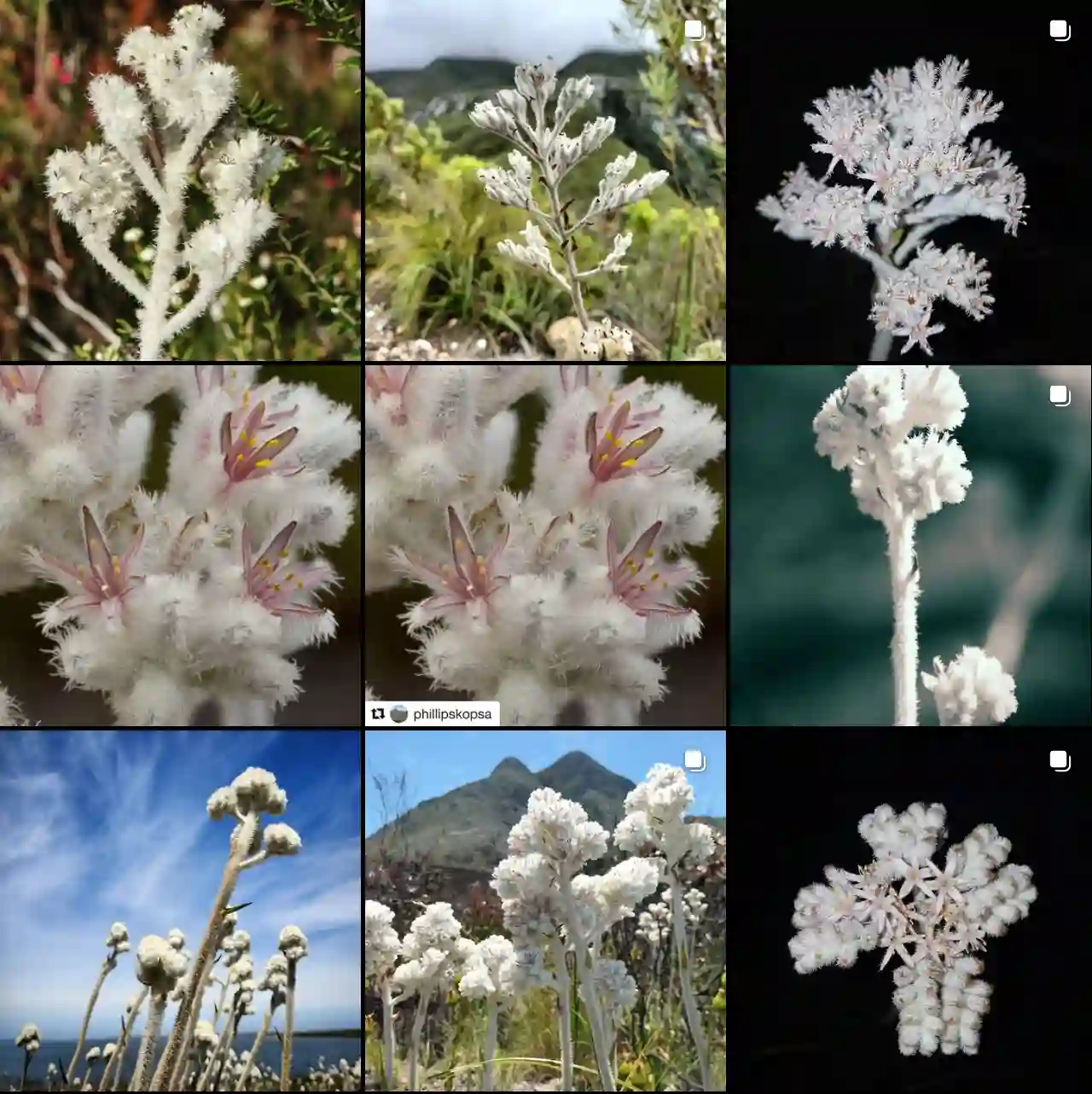 Plant Family: Lanariaceae - Lanaria Lanata in Genus Lanaria