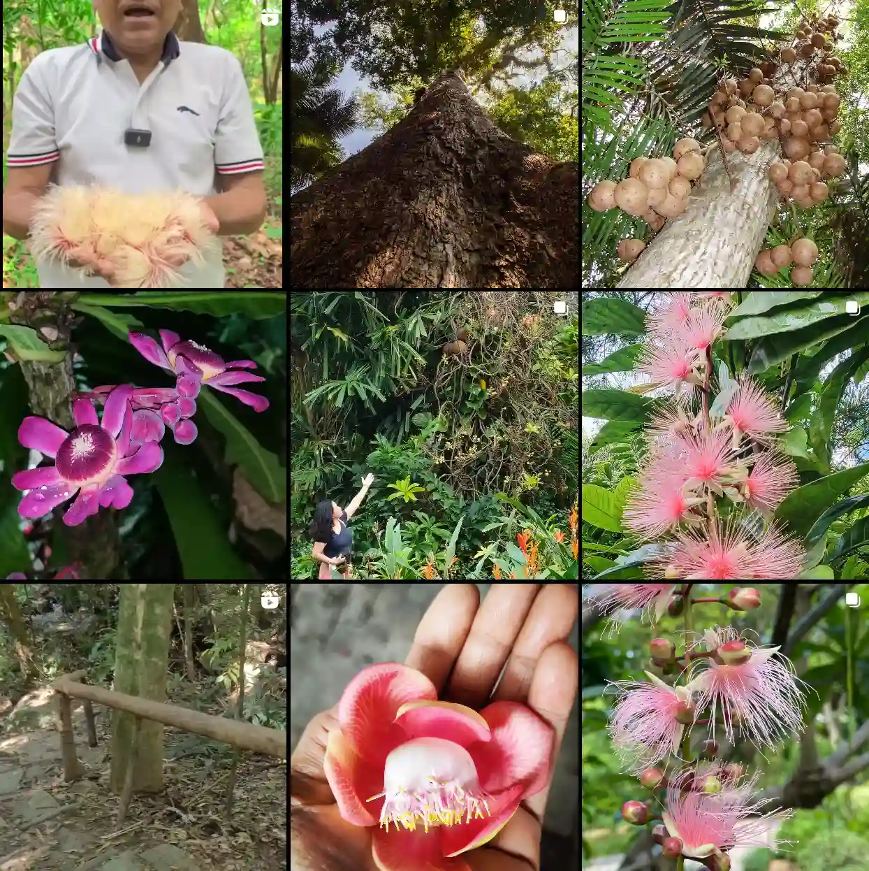 Plant Family: 26 Genera in Lecythidaceae