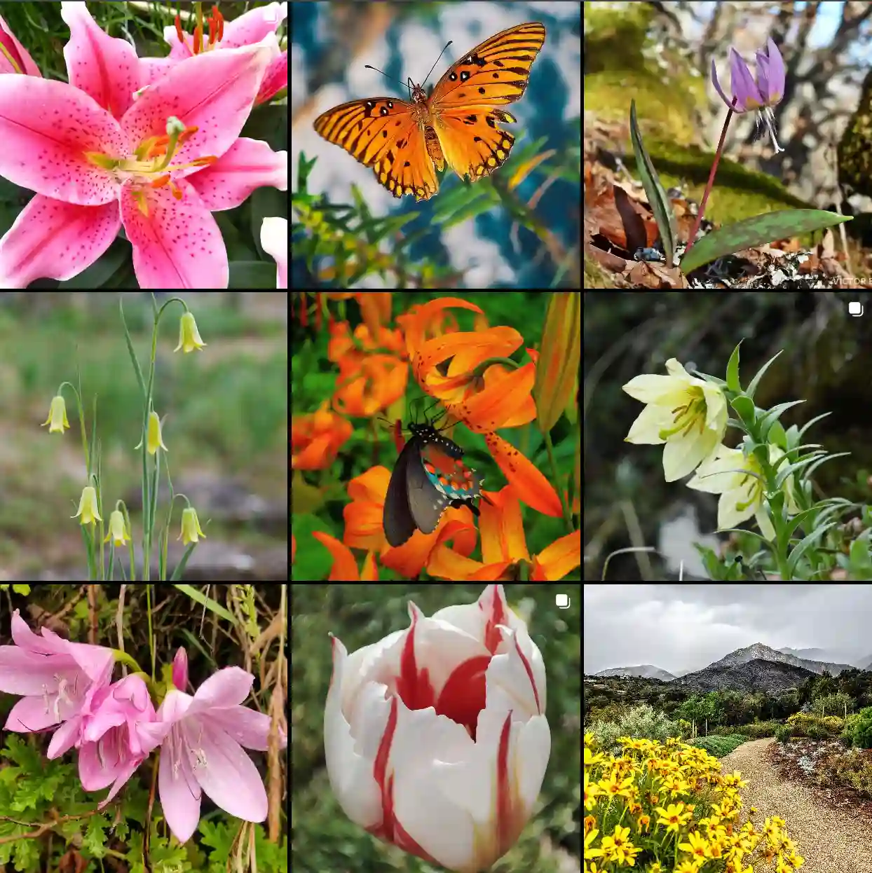Plant Family: 15 Genera in Liliaceae