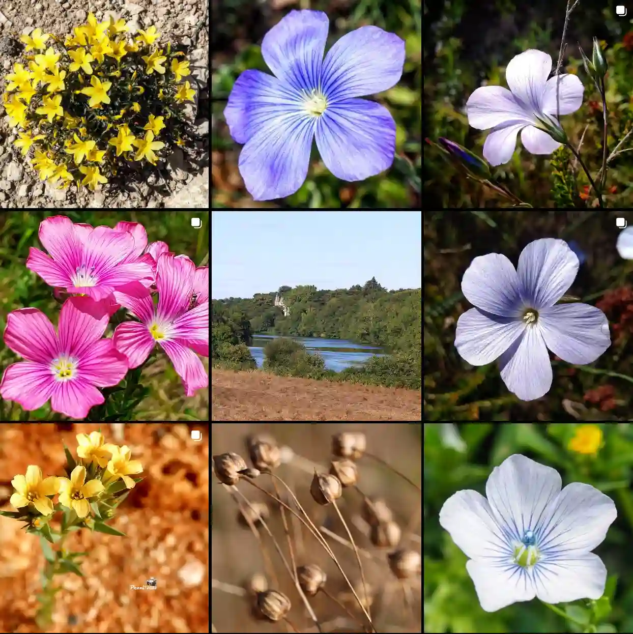 Plant Family: 9 Genera in Linaceae