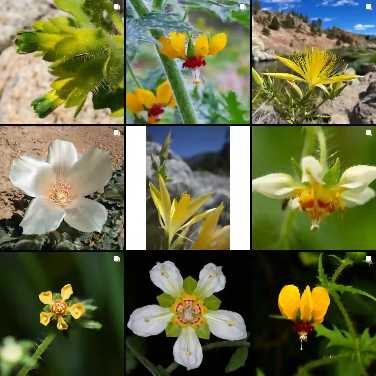 Plant Family: 21 Genera in Loasaceae