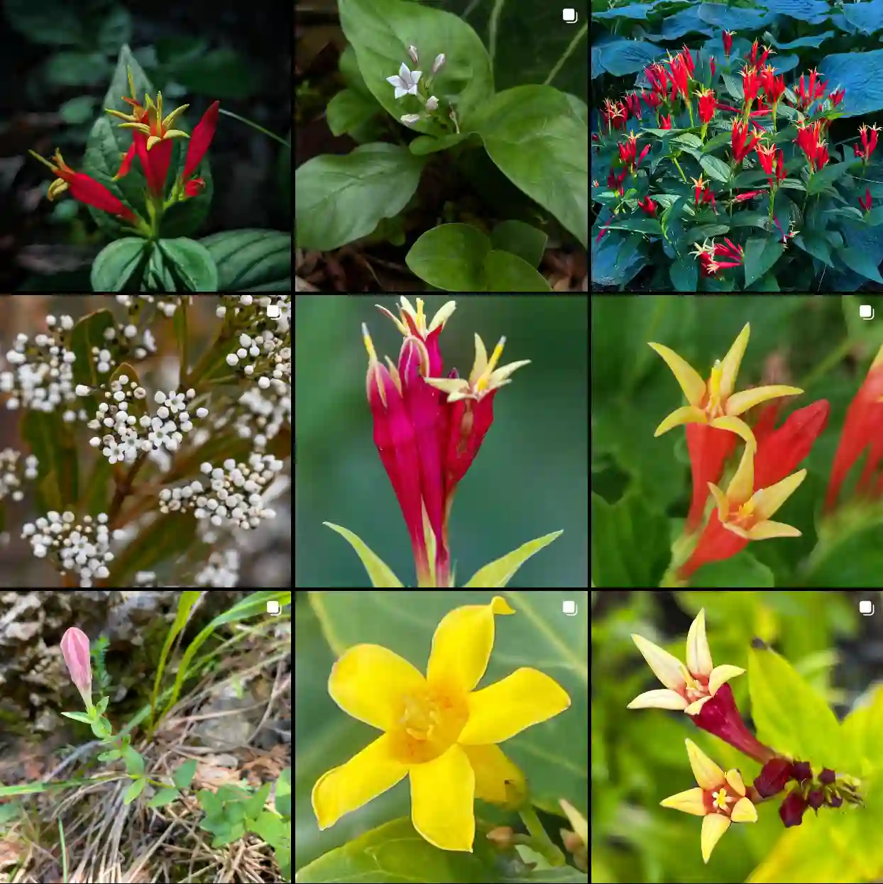 Plant Family: 16 Genera in Loganiaceae