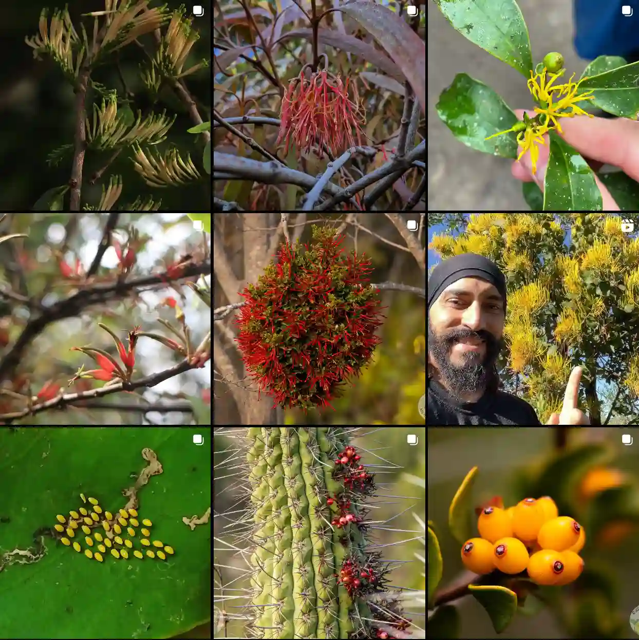 Plant Family: 78 Genera in Loranthaceae