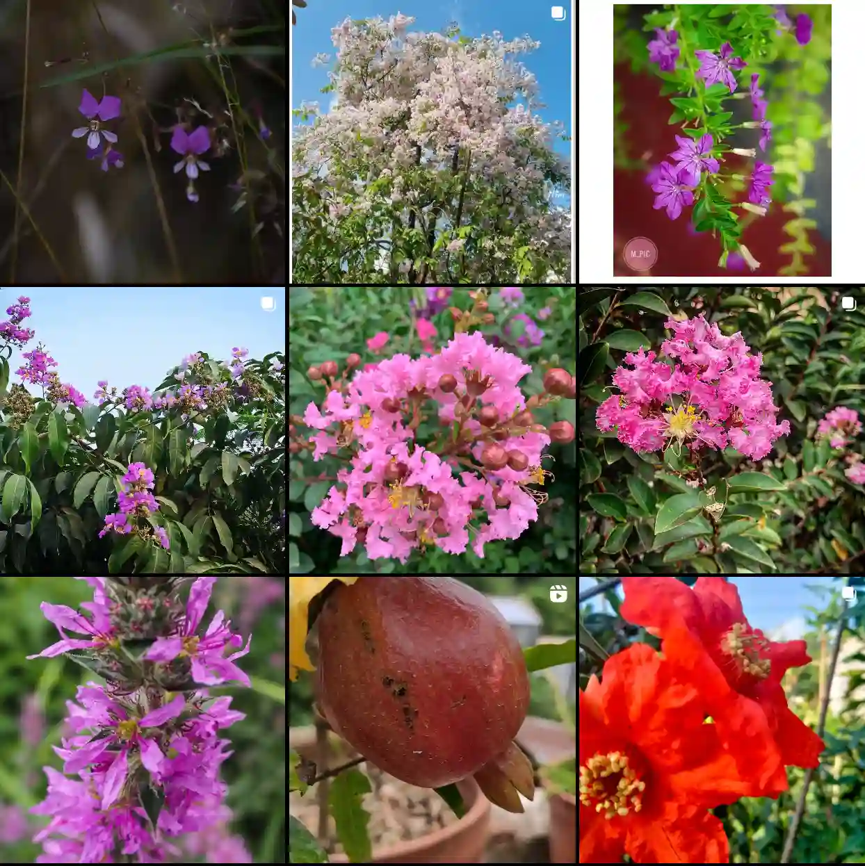 Plant Family: 28 Genera in Lythraceae