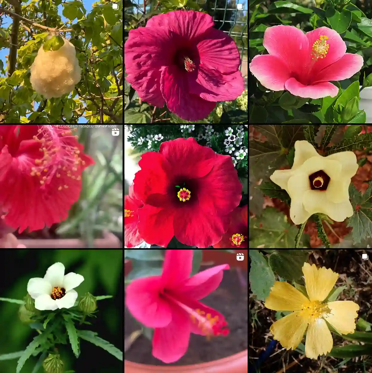 Plant Family: 246 Genera in Malvaceae