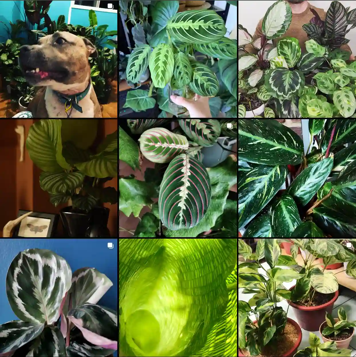 Plant Family: 28 Genera in Marantaceae