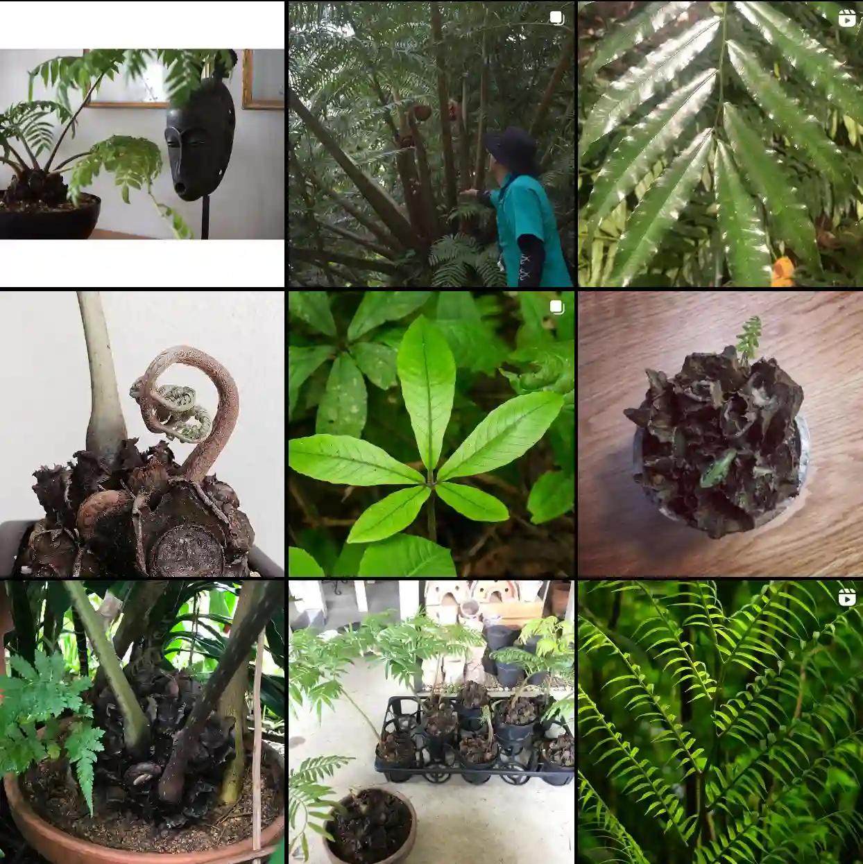 Plant Family: 6 Genera in Marattiaceae