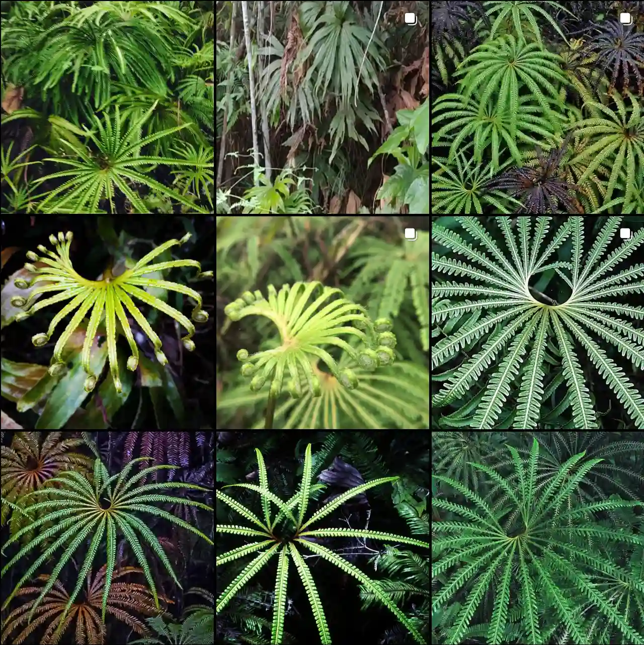 Plant Family: 2 Genera in Matoniaceae