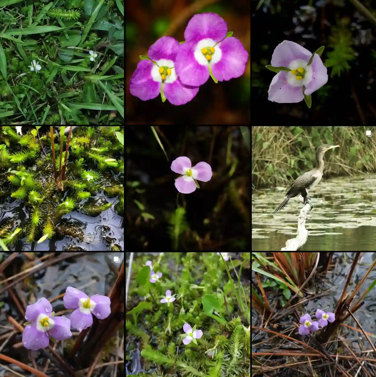 Plant Family: Mayacaceae - Genus Mayaca