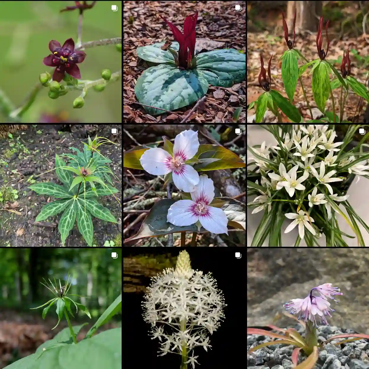 Plant Family: 14 Genera in Melanthiaceae