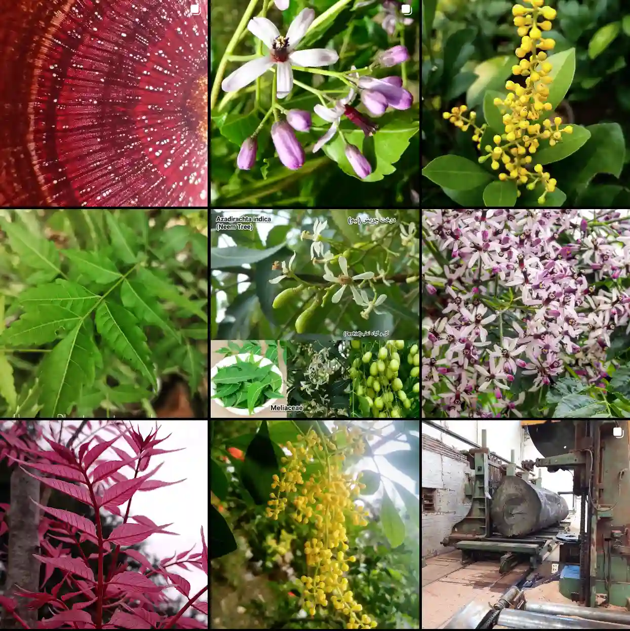 Plant Family: 58 Genera in Meliaceae Family