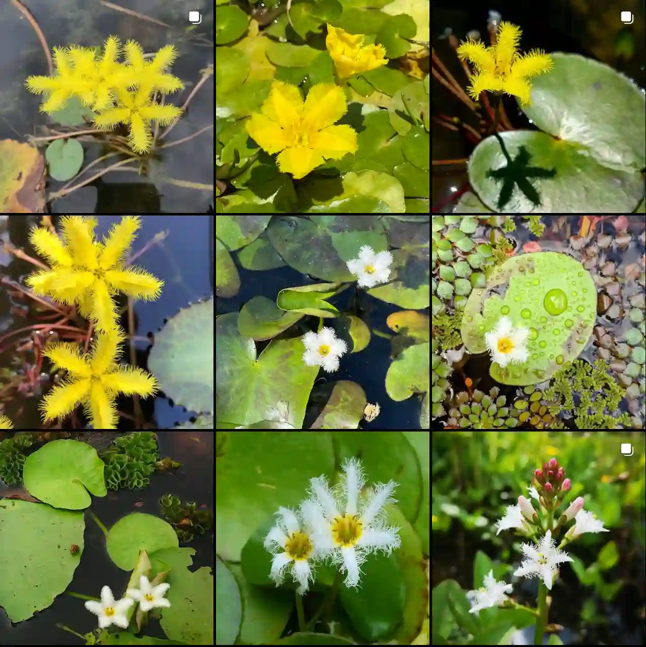 Plant Family: 6 Genera in Menyanthaceae