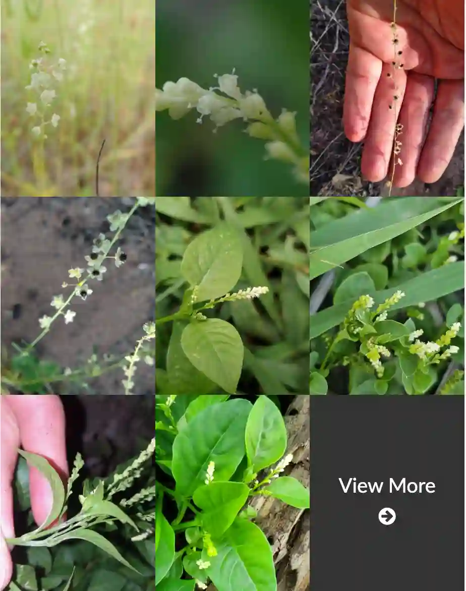 Plant Family: Microteaceae - 10 Species in Genus Microtea