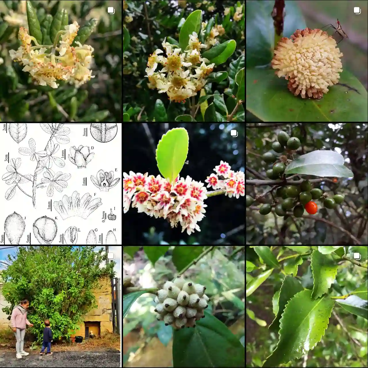 Plant Family: 27 Genera in Monimiaceae